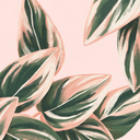 Plum Paper: Personalized Stationery